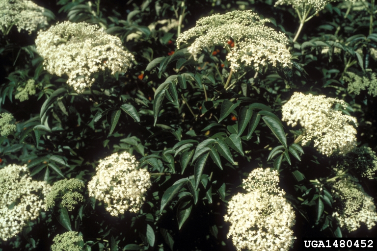 common elderberry (Sambucus nigra ssp. canadensis (L.) R. Bolli)