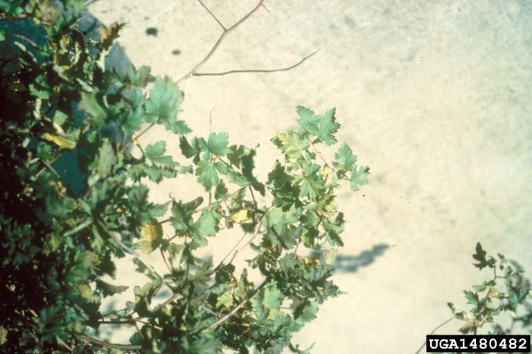 laceshrub (Stephanandra incisa (Thunb.) Zabel)