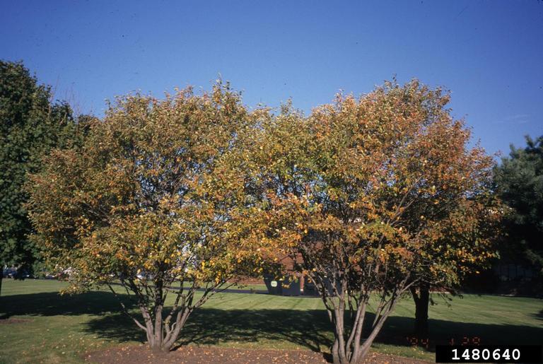 Canadian serviceberry (Amelanchier canadensis (L.) Medik.)