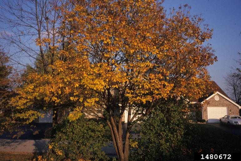 Japanese tree lilac (Syringa reticulata (Blume) Hara)
