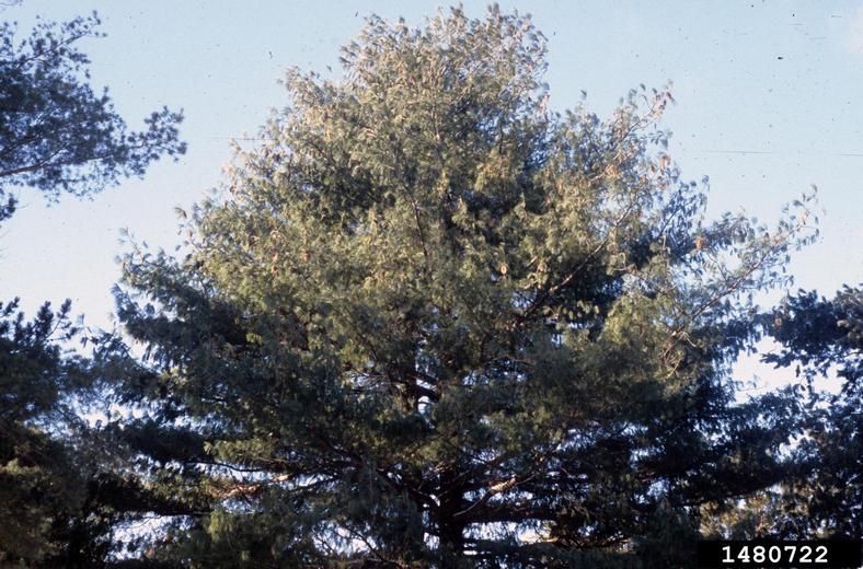 red pine (Pinus resinosa)