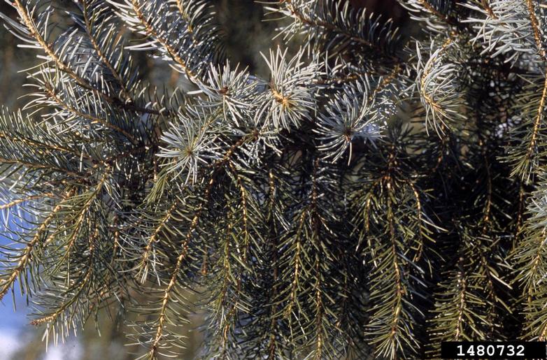 Serbian spruce (Picea omorika (Panc.) Mast.)