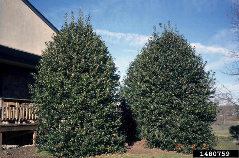 holly (Genus Ilex)