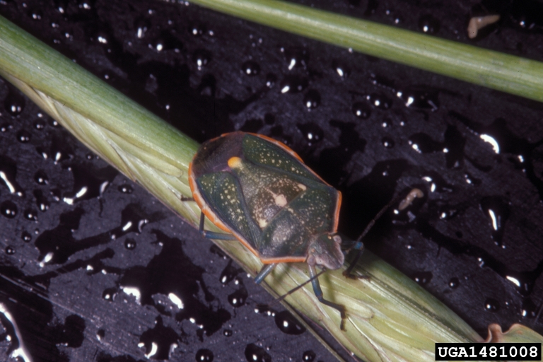 Say stink bug (Chlorochroa sayi)