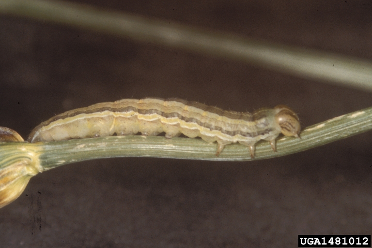 wheat head armyworm (Faronta diffusa ) on wheat (Triticum spp. ) - 1481012
