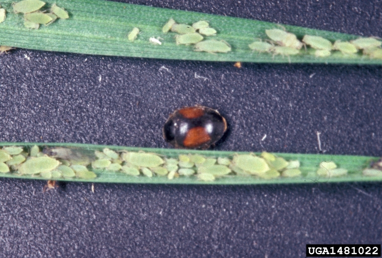 ladybird beetle (Scymnus frontalis (Fabricius, 1787))