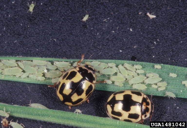 fourteen-spotted lady beetle (Propylea quatuordecimpunctata (Linnaeus ...