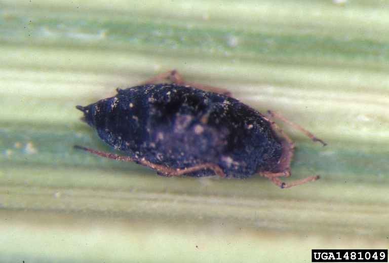 aphid parasite (Genus Aphelinus Dalman, 1820)