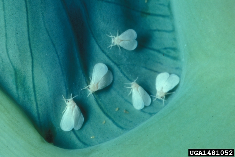 whitefly (Aleuroglandulus subtilis Bondar, 1923)