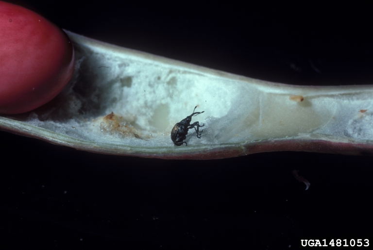 bean pod weevil (Apion godmani Wagner, 1912)