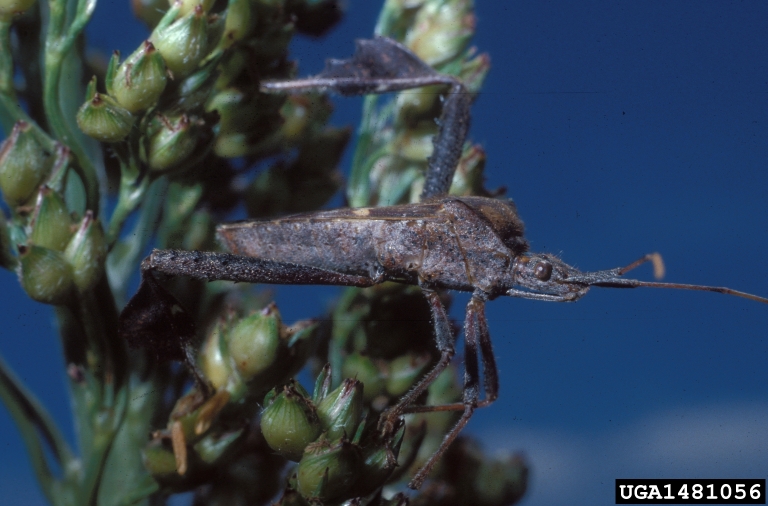 leaf-footed bugs (family Coreidae) (Family Coreidae)