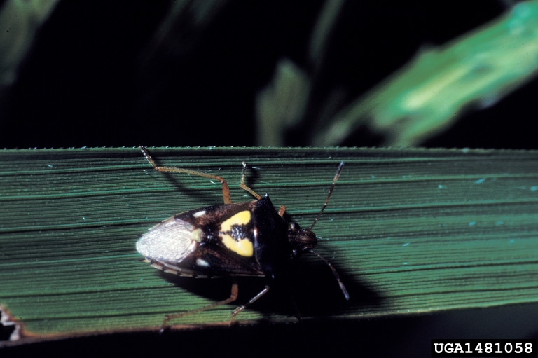 stink bug (Genus Oebalus Stål, 1862)