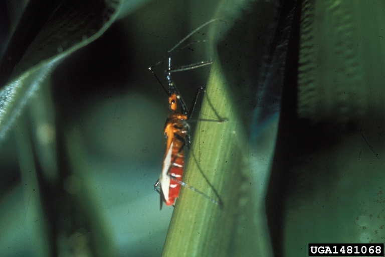 assassin bugs (Genus Zelus Fabricus, 1803)