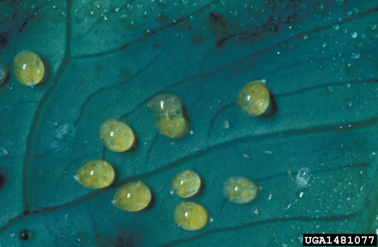 whitefly (Aleuroglandulus subtilis Bondar, 1923)