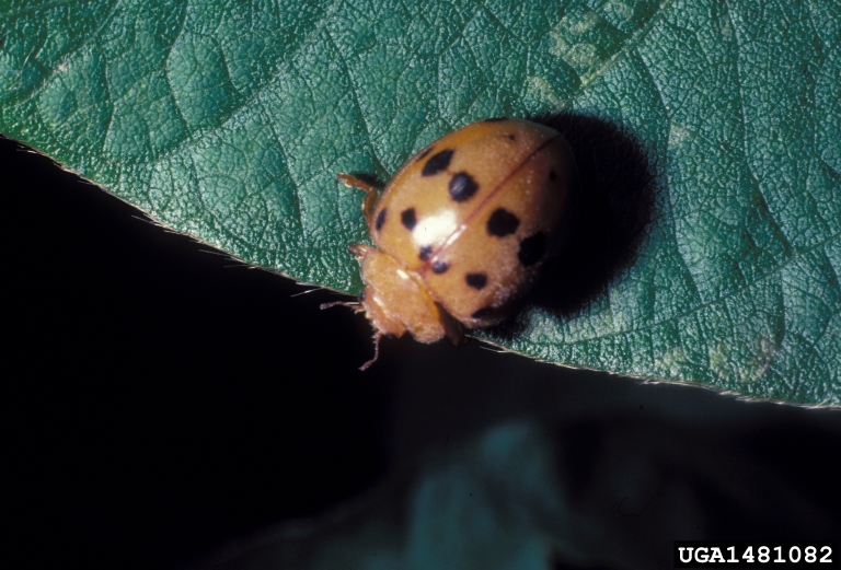 leaf eating lady beetles (Genus Epilachna Chevrolat in Dejean, 1837)