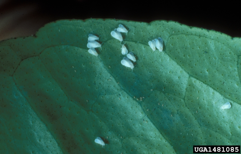whiteflies (Family Aleyrodidae Westwood, 1840)