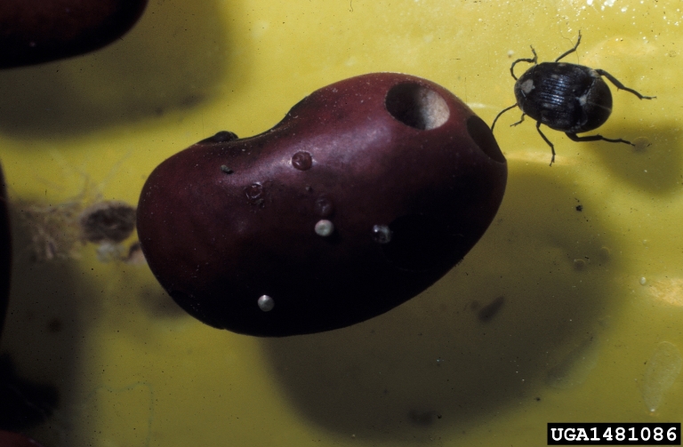 Mexican bean weevil (Zabrotes subfasciatus)