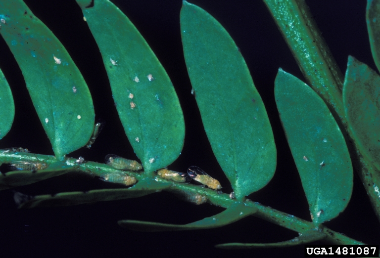 psyllids (Family Psyllidae)