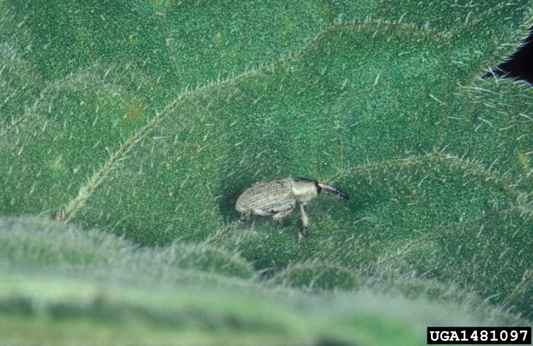 gray sunflower seed weevil (Smicronyx sordidus ) on sunflower ...