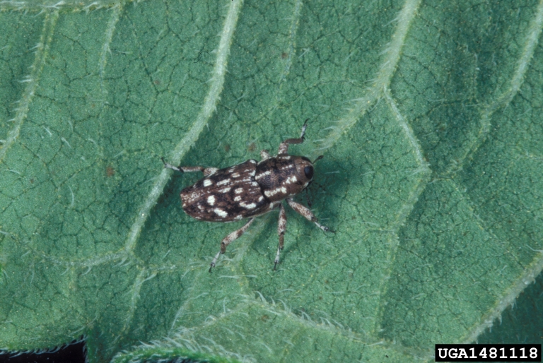 sunflower stem weevil (Cylindrocopturus adspersus (LeConte, 1876))