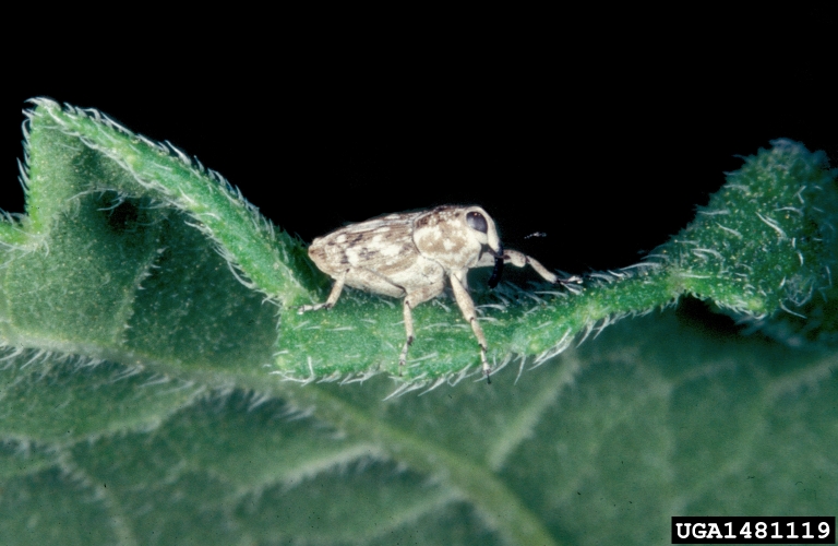 sunflower stem weevil (Cylindrocopturus adspersus (LeConte, 1876))