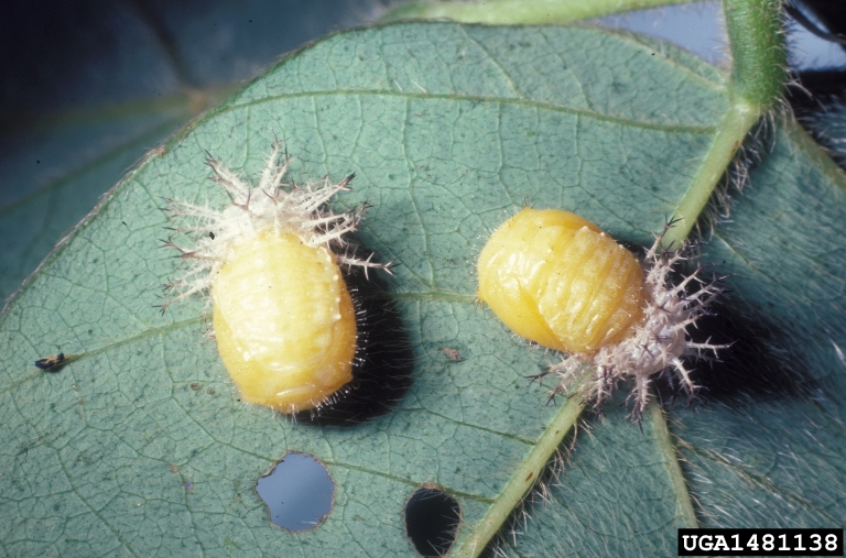 leaf eating lady beetles (Genus Epilachna)