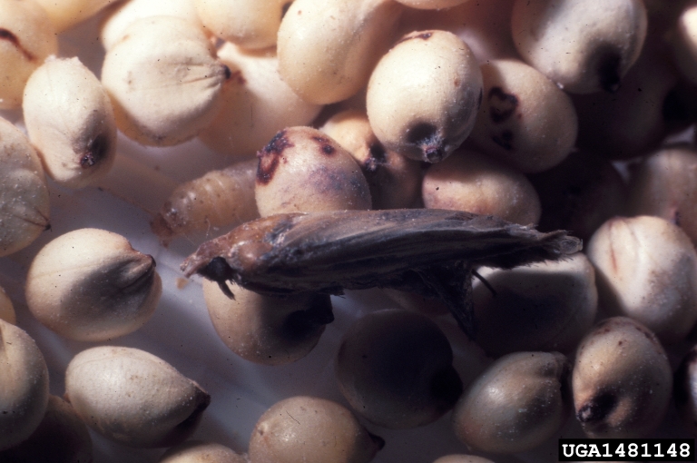 rice moth (Corcyra cephalonica)