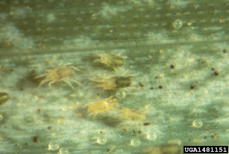 Banks grass mite (Oligonychus pratensis (Banks))