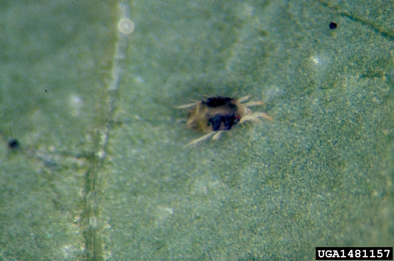 twospotted spider mite (Tetranychus urticae Koch)