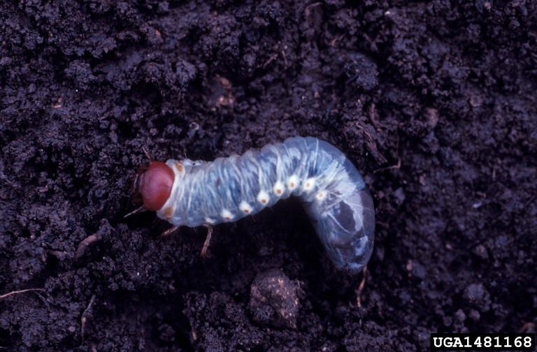 white grubs, scarabs, scarab beetles (Family Scarabaeidae)