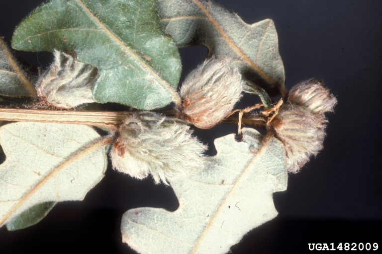 Cynipid gall wasp (Family Cynipidae)