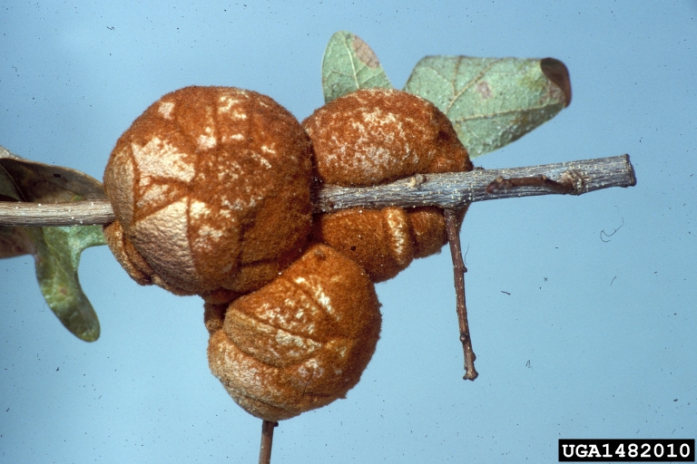Cynipid gall wasp (Family Cynipidae)