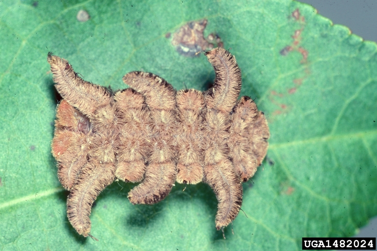 hag moth (Phobetron pithecium)