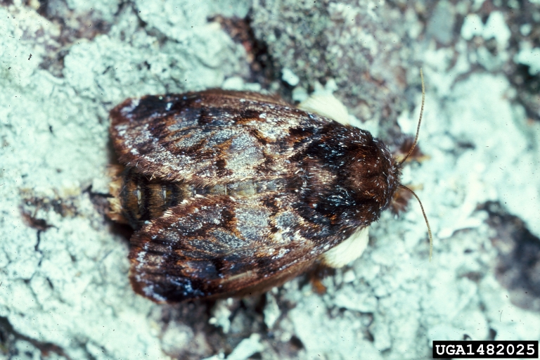 hag moth (Phobetron pithecium (J.E. Smith))