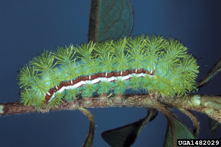 io moth (Automeris io (Fabricius))