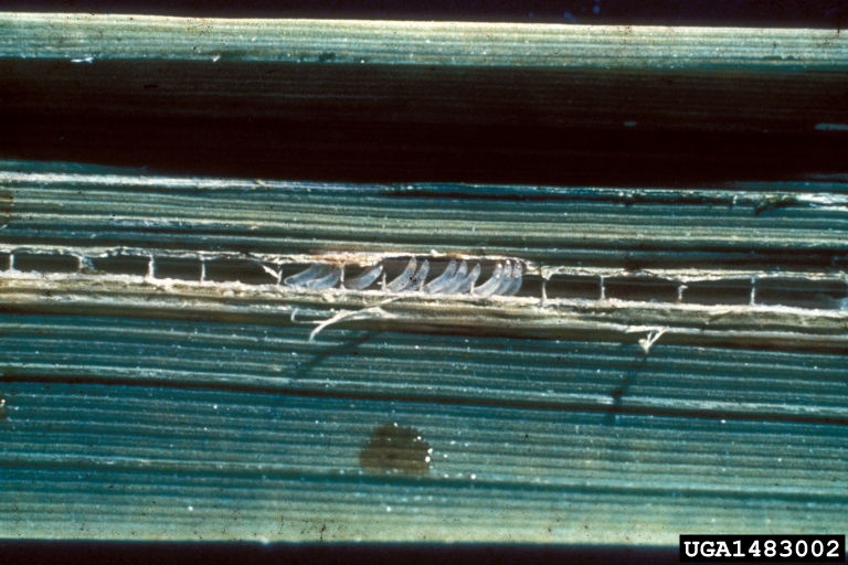 rice delphacid (Tagosodes orizicolus)