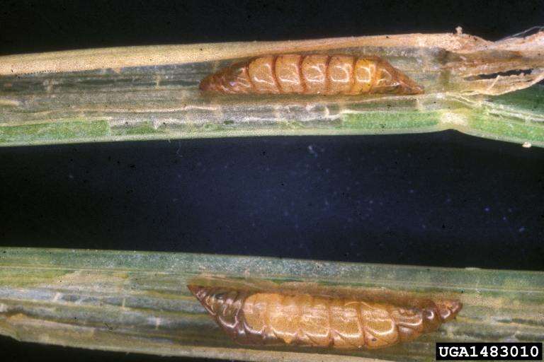 South American rice miner (Hydrellia wirthi)