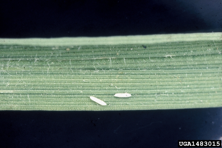 South American rice miner (Hydrellia wirthi)