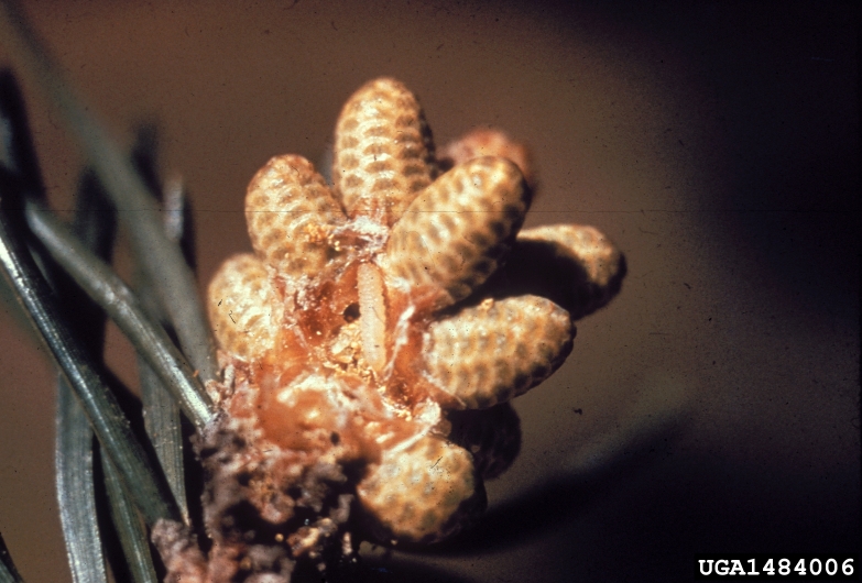 jack pine budworm (Choristoneura pinus pinus)
