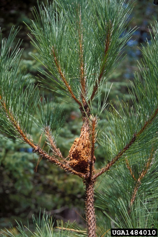 pine webworm (Pococera robustella (Zeller))