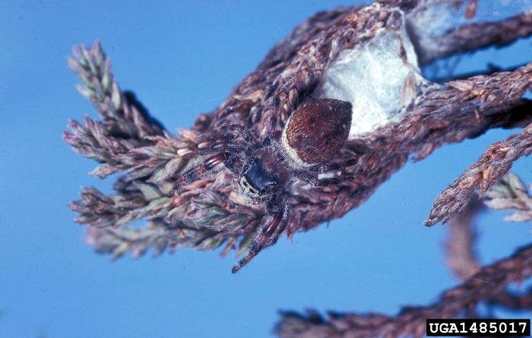 jumping spider (Phidippus clarus)