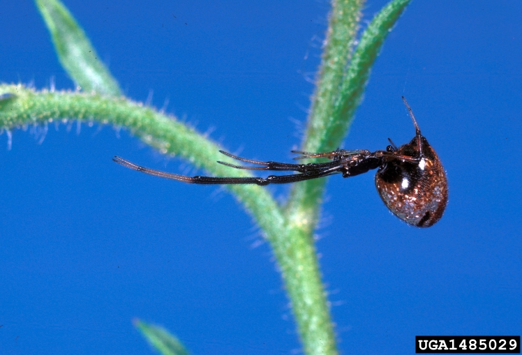 spider web parasite (Neospintharus trigonum)
