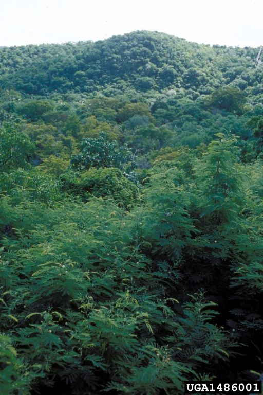 white leadtree (Leucaena leucocephala (Lam.) de Wit)