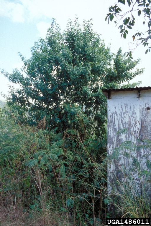 Brazilian peppertree (Schinus terebinthifolia var. raddianus)