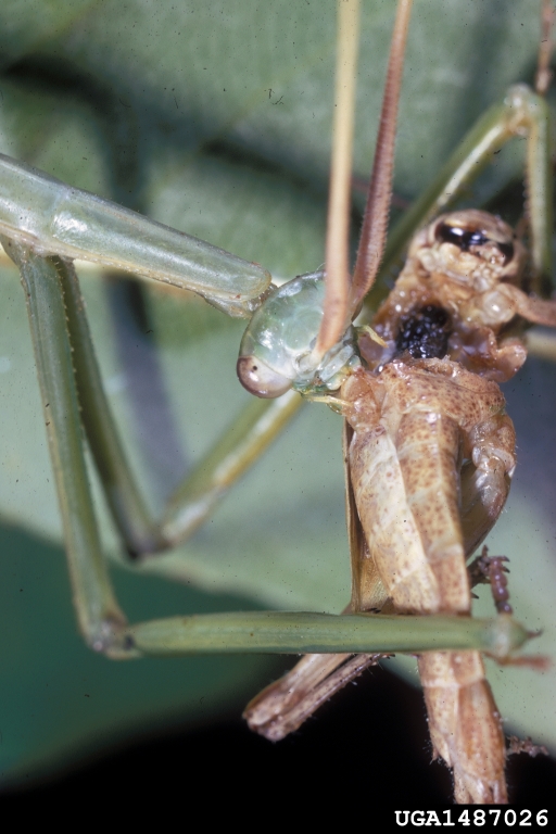 European mantid (Mantis religiosa)