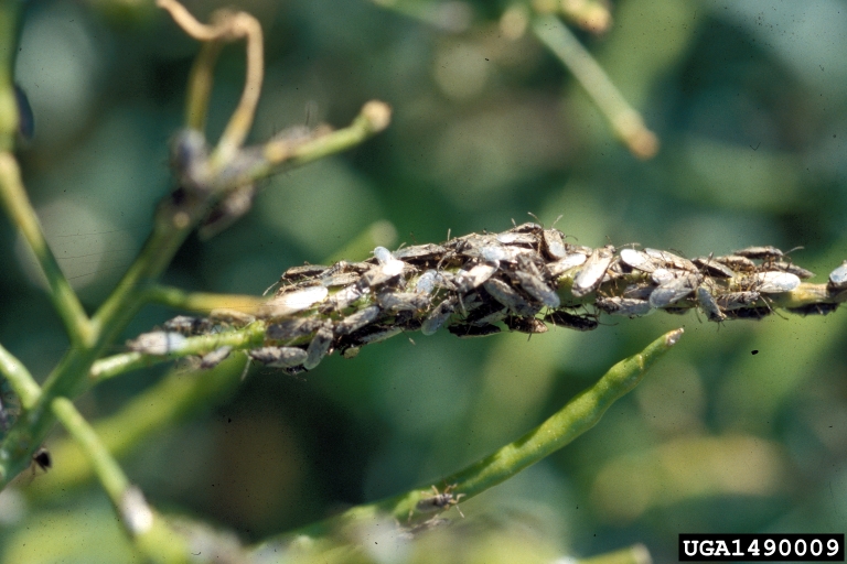 false chinch bug (Nysius raphanus ) on radish (Raphanus sativus ) - 1490009