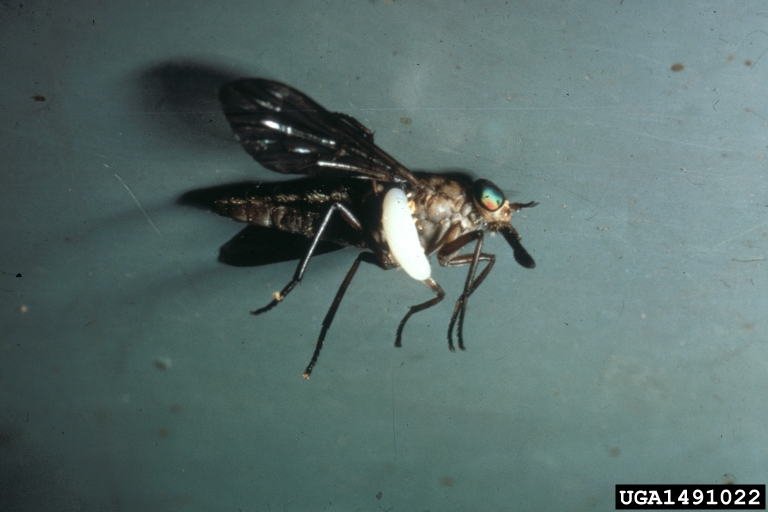 Sphecid wasp (Bembix palmata)