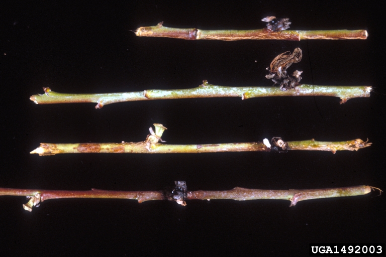 brown rots (Genus Monilinia Bonord.)