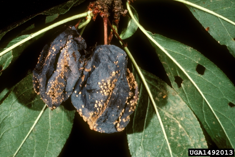 brown rots (Genus Monilinia Bonord.)