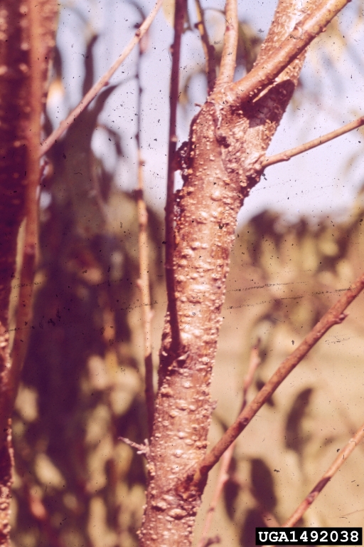 Botryosphaeria rots and cankers (Genus Botryosphaeria)